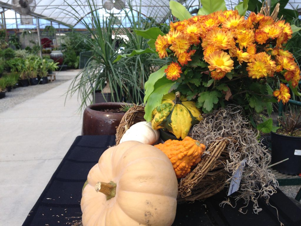 Cornucopia Planter - Green Side Up Garden & Gifts