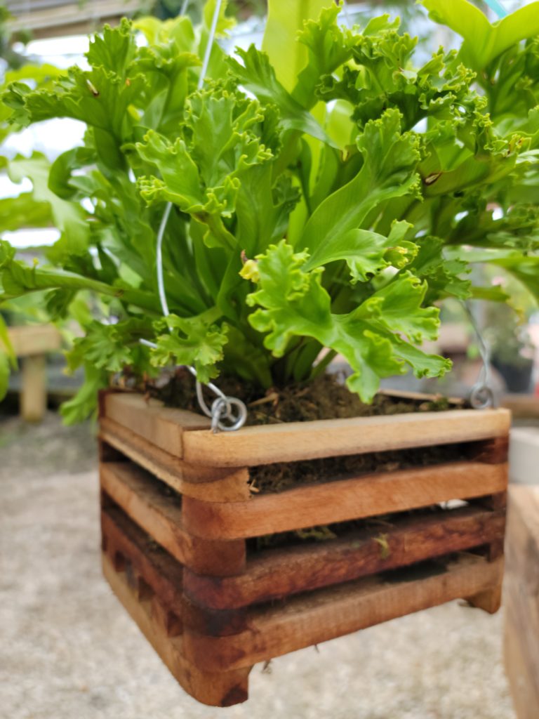 All About Ferns - Green Side Up Garden & Gifts