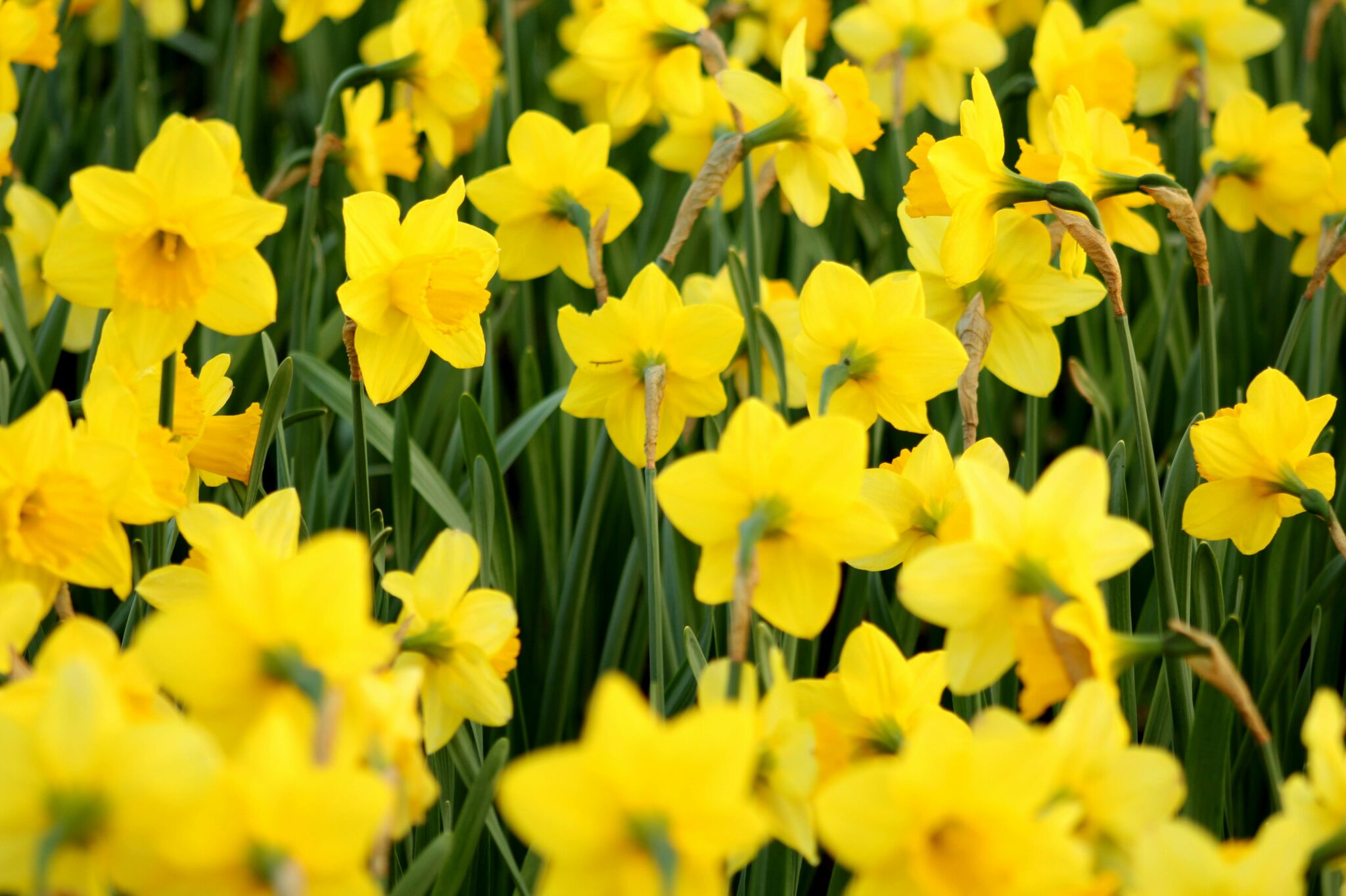 Fayetteville’s Early Spring Blooms: Top Flowers to Plant in March ...