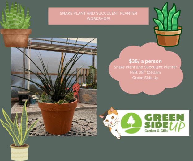 Snake Plant and Succulent Planter Workshop - Green Side Up Garden & Gifts